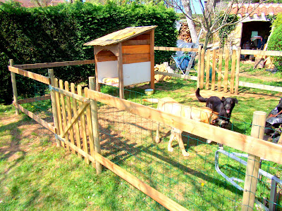 Magnon's Meanderings: Dog Run.