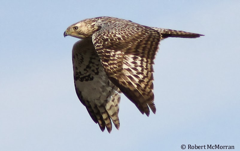 Raptor Identification and Photography: December 2013
