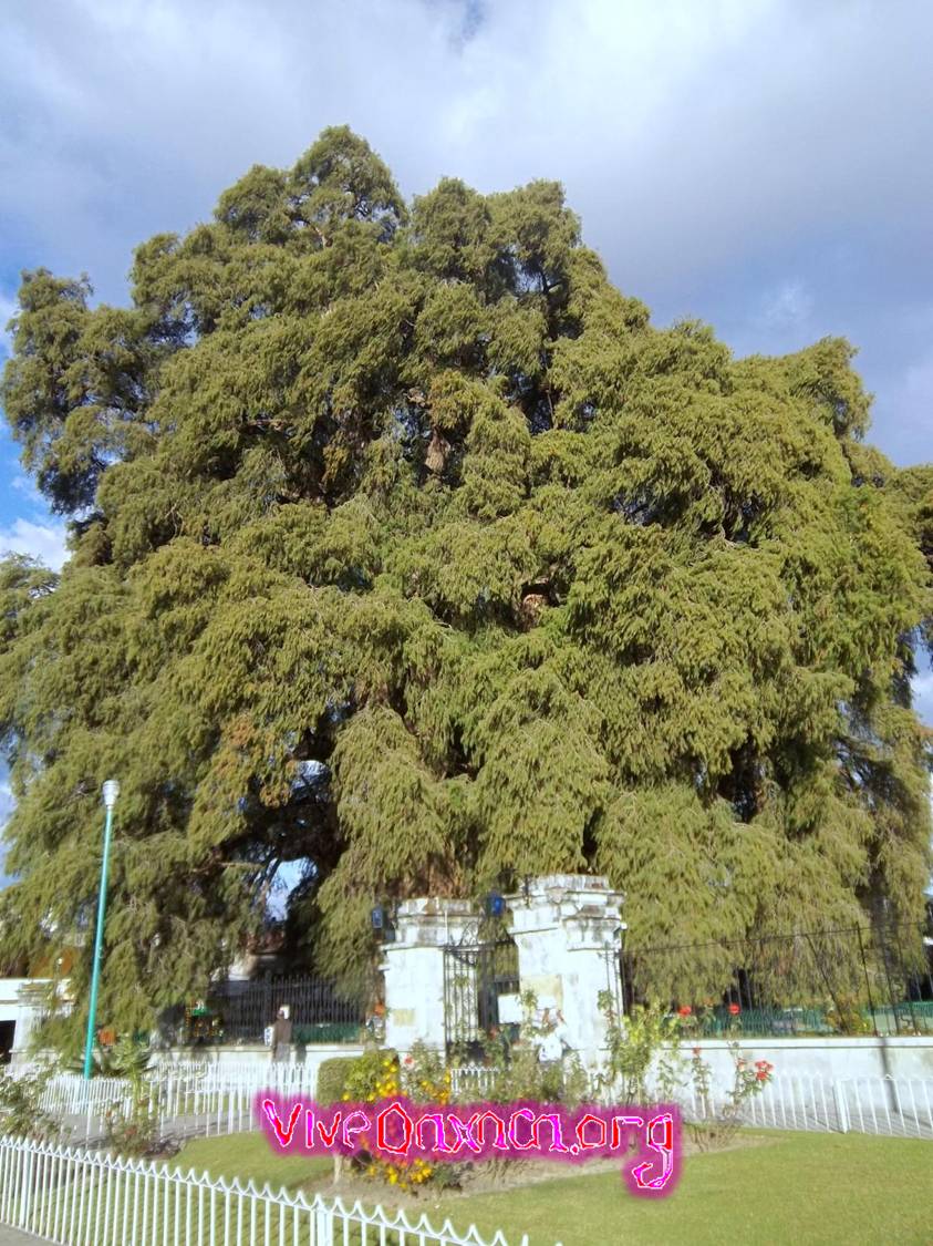 Árbol del Tule de Oaxaca (Datos y Leyenda) - Vive Oaxaca | Sitio ...