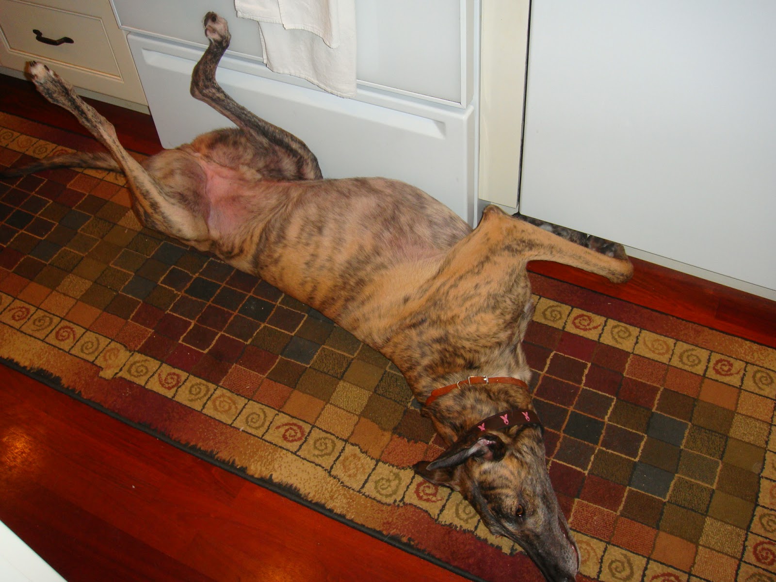 Northern Lights Greyhound Adoption Dog Blog: NLGA Photo Roundup ...