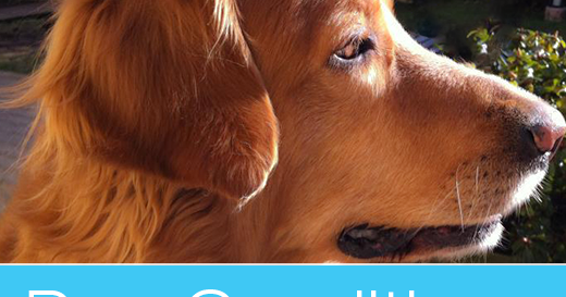 What Would You Do if It Was Your Dog: Viva's Elevated Liver Values