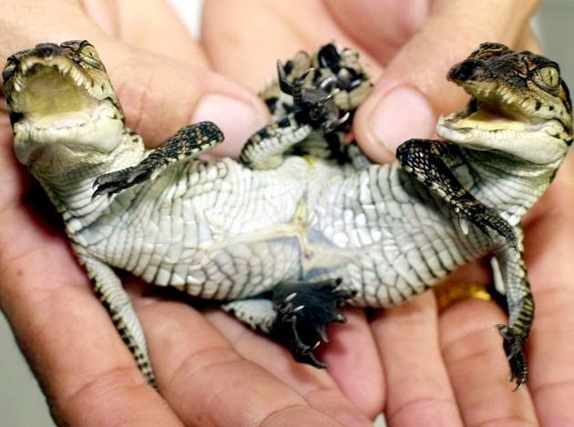 Welcome to Joseph Ebongie's blog: The 2 Headed Crocodile! Now That’s ... Welcome to Joseph Ebongie's blog: The 2 Headed Crocodile! Now That’s ...