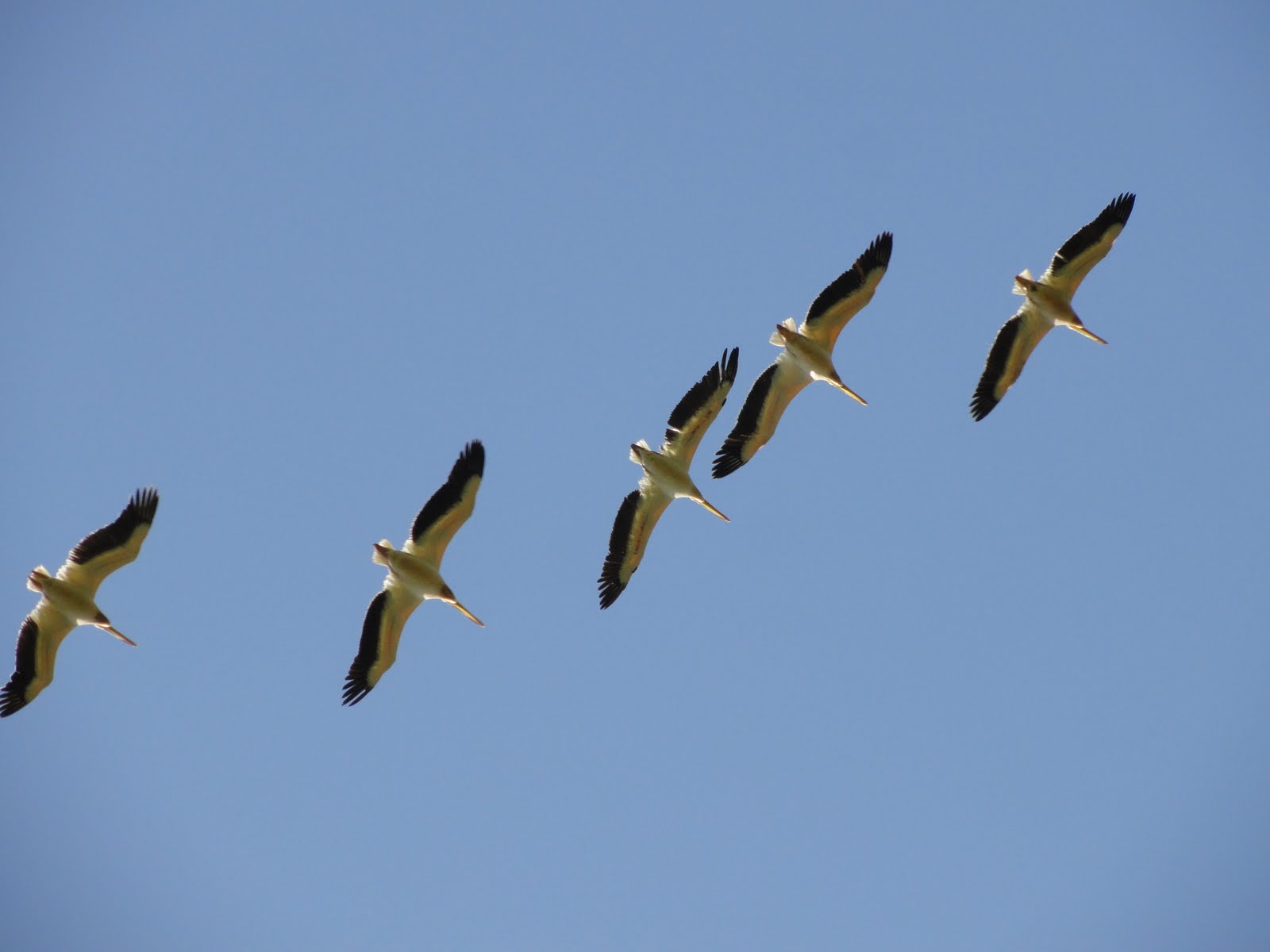Frumusetile naturii: Pelican comun (Pelecanus onocrotalus)