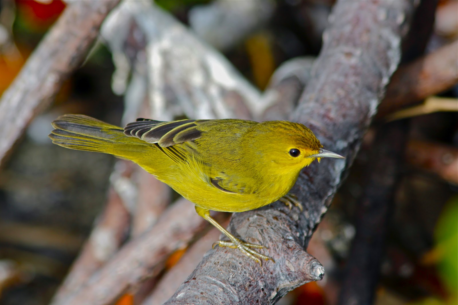 Nature Photography: Galapagos Birds