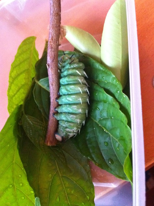 Confessions of a Lepidoterist: Atlas Moth Larvae