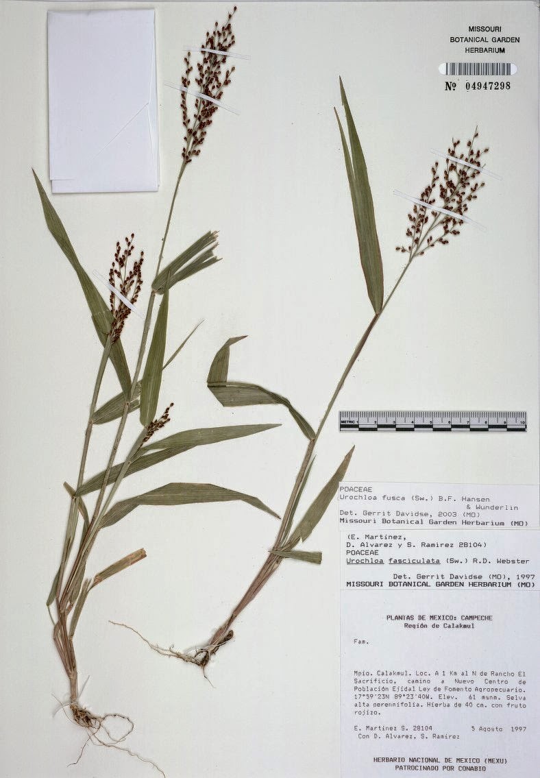 Flora de Puerto Rico Ilustrada Papo Vives: POACEAE UROCHLOA FUSCA ...