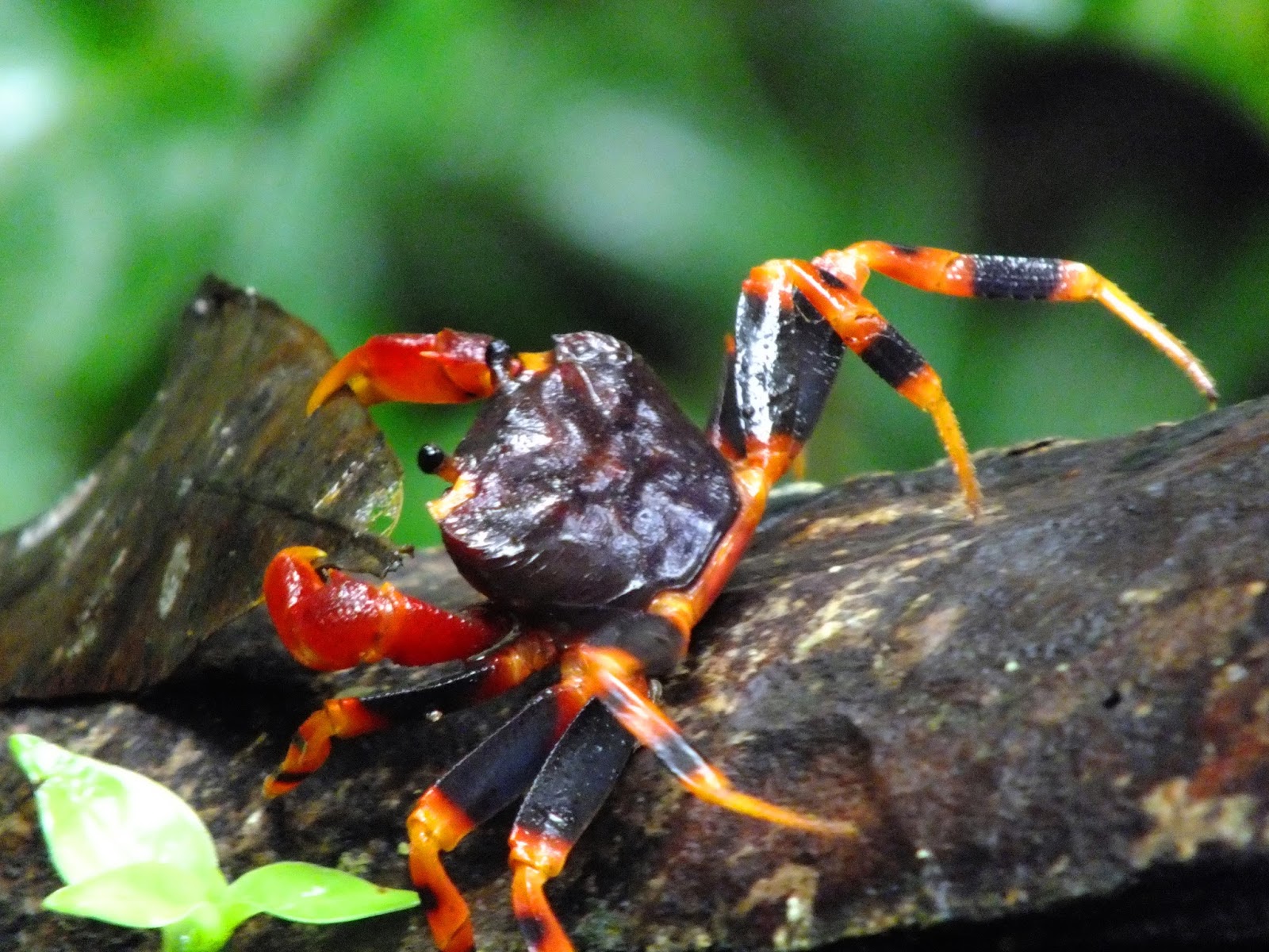 Crabs In The Amazon Rainforest
