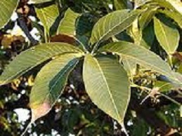 Potensi beberapa Hasil Hutan Bukan Kayu (HHBK) sebagai bahan baku ...