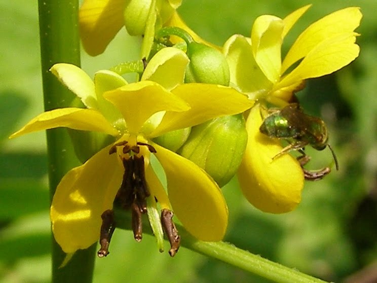 Blue Jay Barrens: Wild Senna
