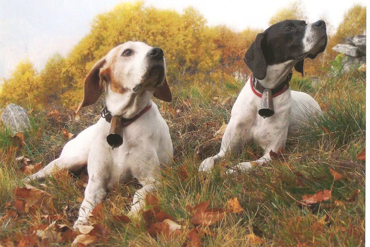 _: Pointer hembra en venta