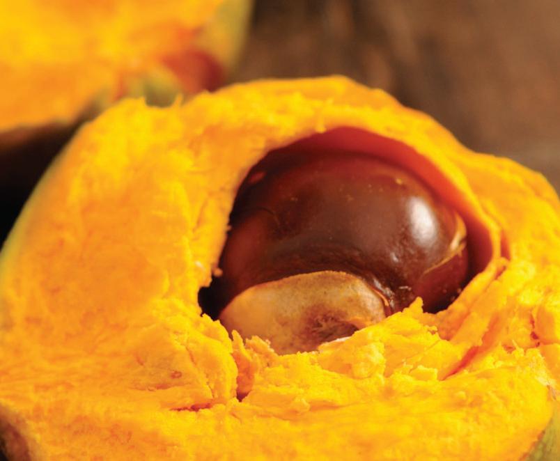 Frutas exóticas: Lucuma
