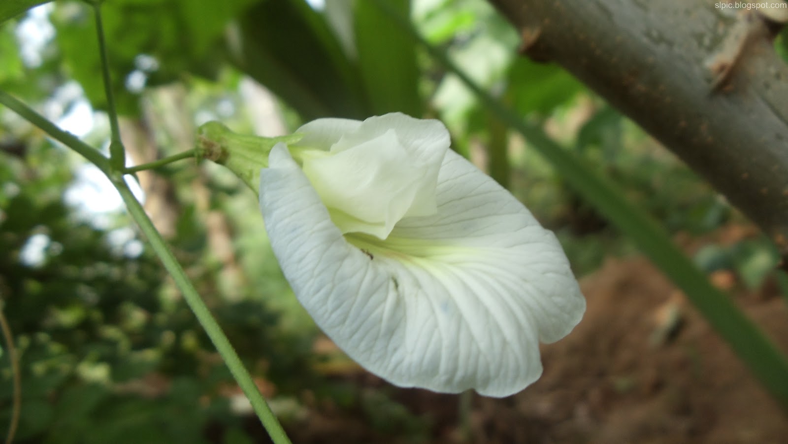 Srilanka Nature Wallpapers: Srilanka Various Flowers And Nature Set 1