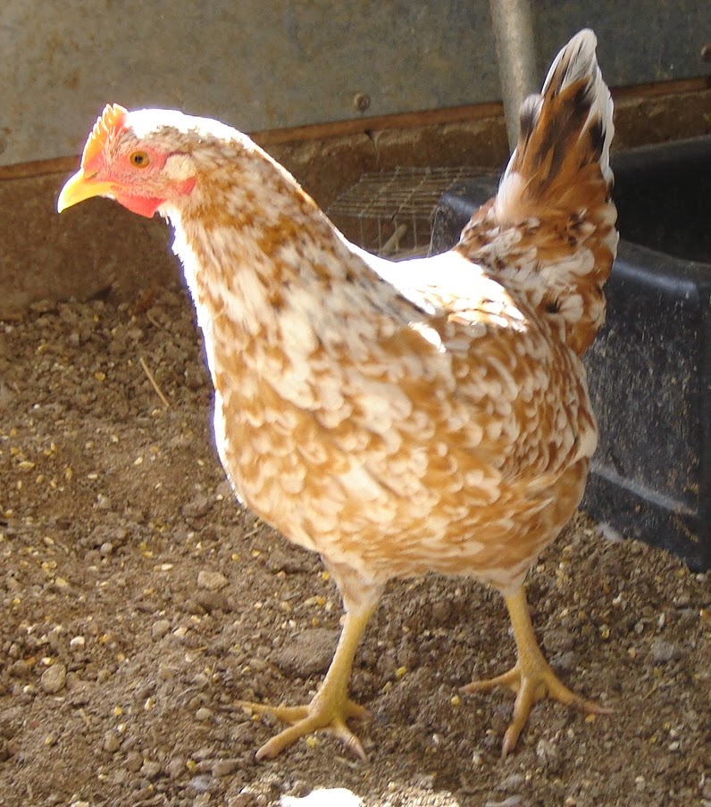 Aloha Chickens: Stephen's 2013 Alohas
