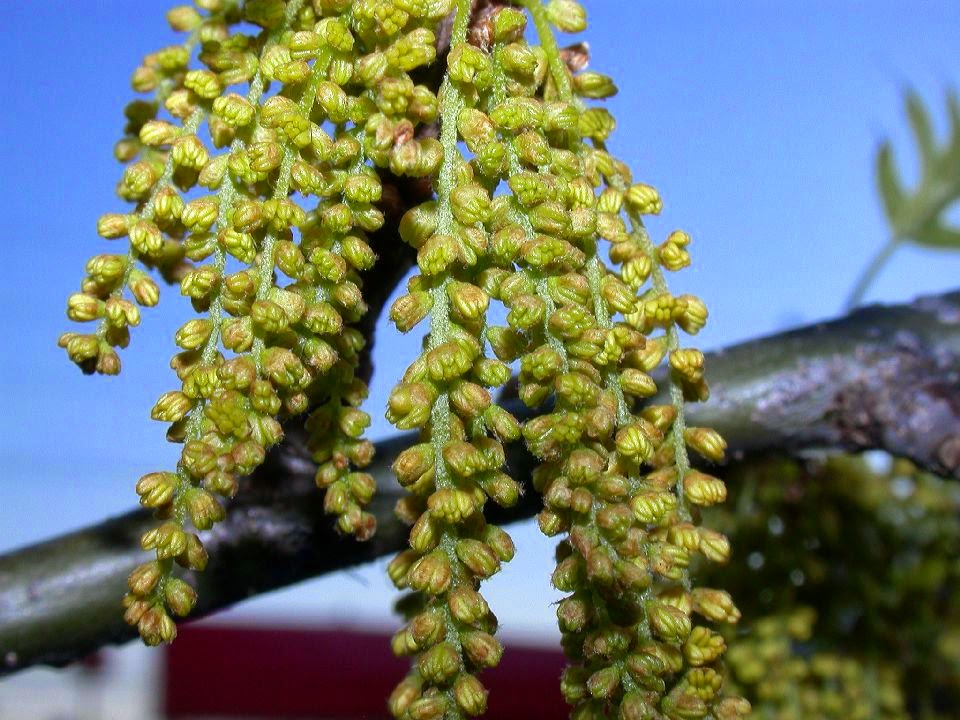 Trees Planet: Quercus palustris - Pin Oak