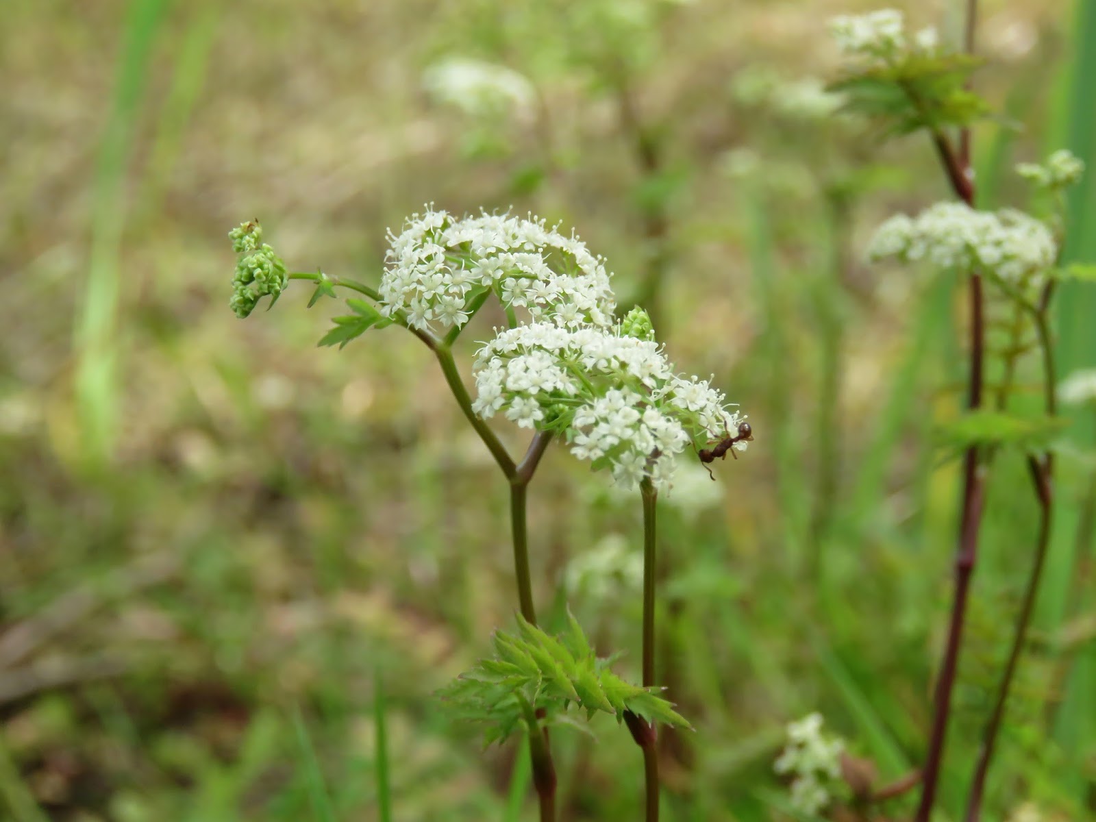 Dungeness Bird Observatory : 13th July