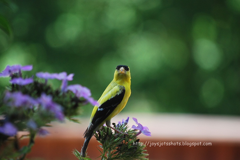 Joy's Jots, Shots & Whatnots: Bumble Bee Bird?