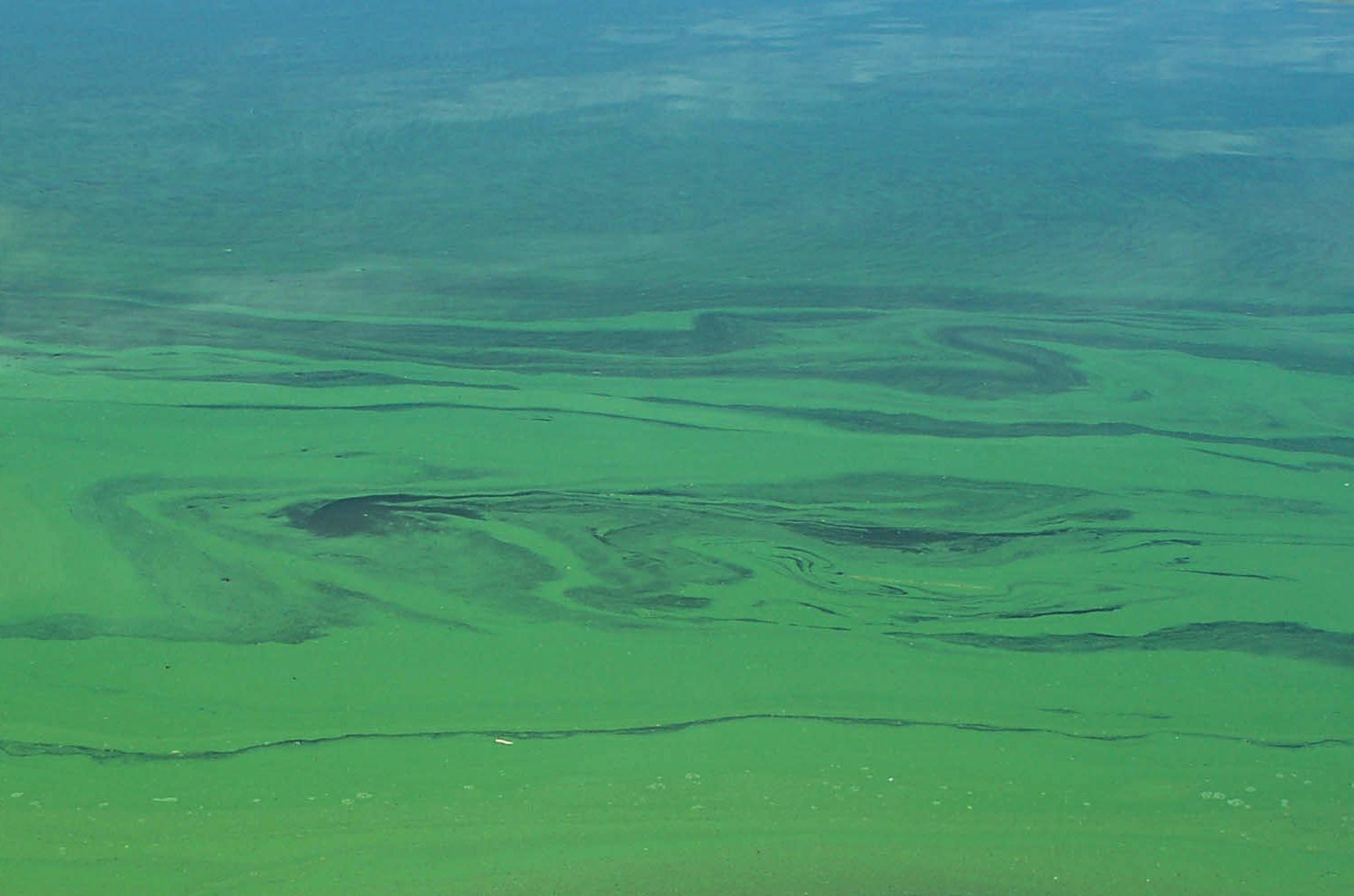 Finding Value in Our Healthy Shallow Lakes - Ramsey-Washington Metro ...