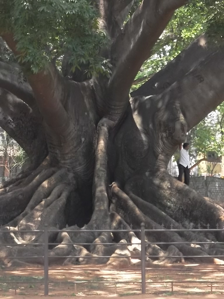 springtime in bengaluru: 4 april-lalbagh at long last