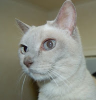 Animal Endocrine Clinic: Confirming the Diagnosis of Hyperthyroidism in ...