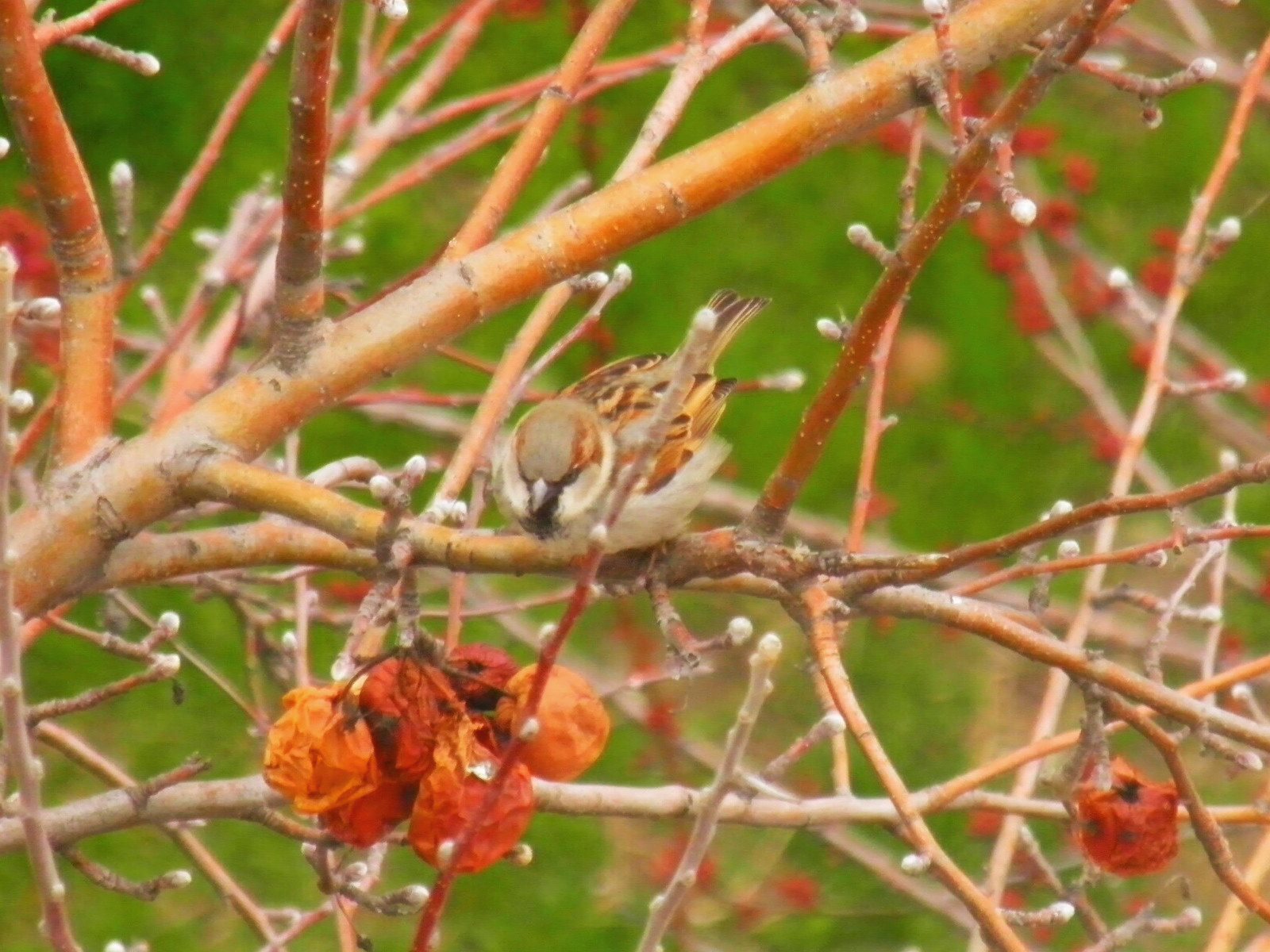 PASARI DIN ROMANIA: VRABIA DE CASA, Passer domesticus