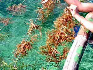 Budidaya Rumput Laut
