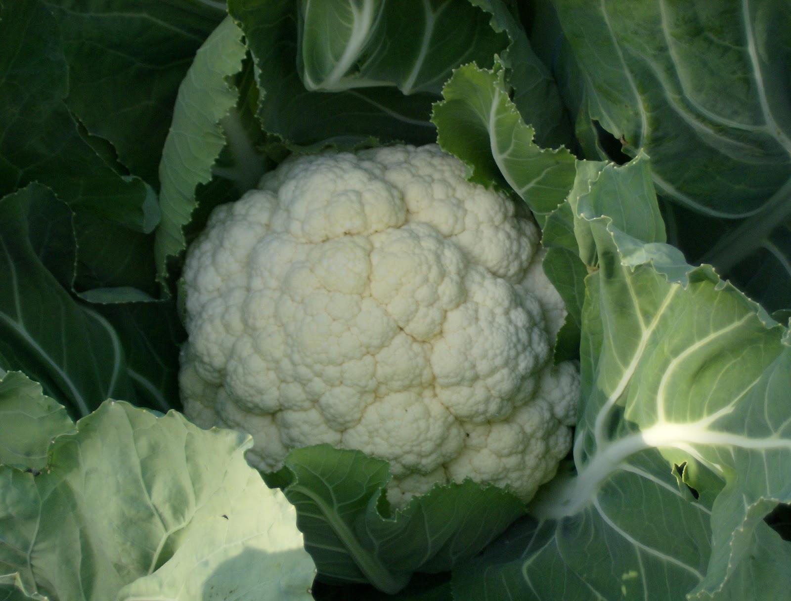 El huerto del Lopez: LA COLIFLOR