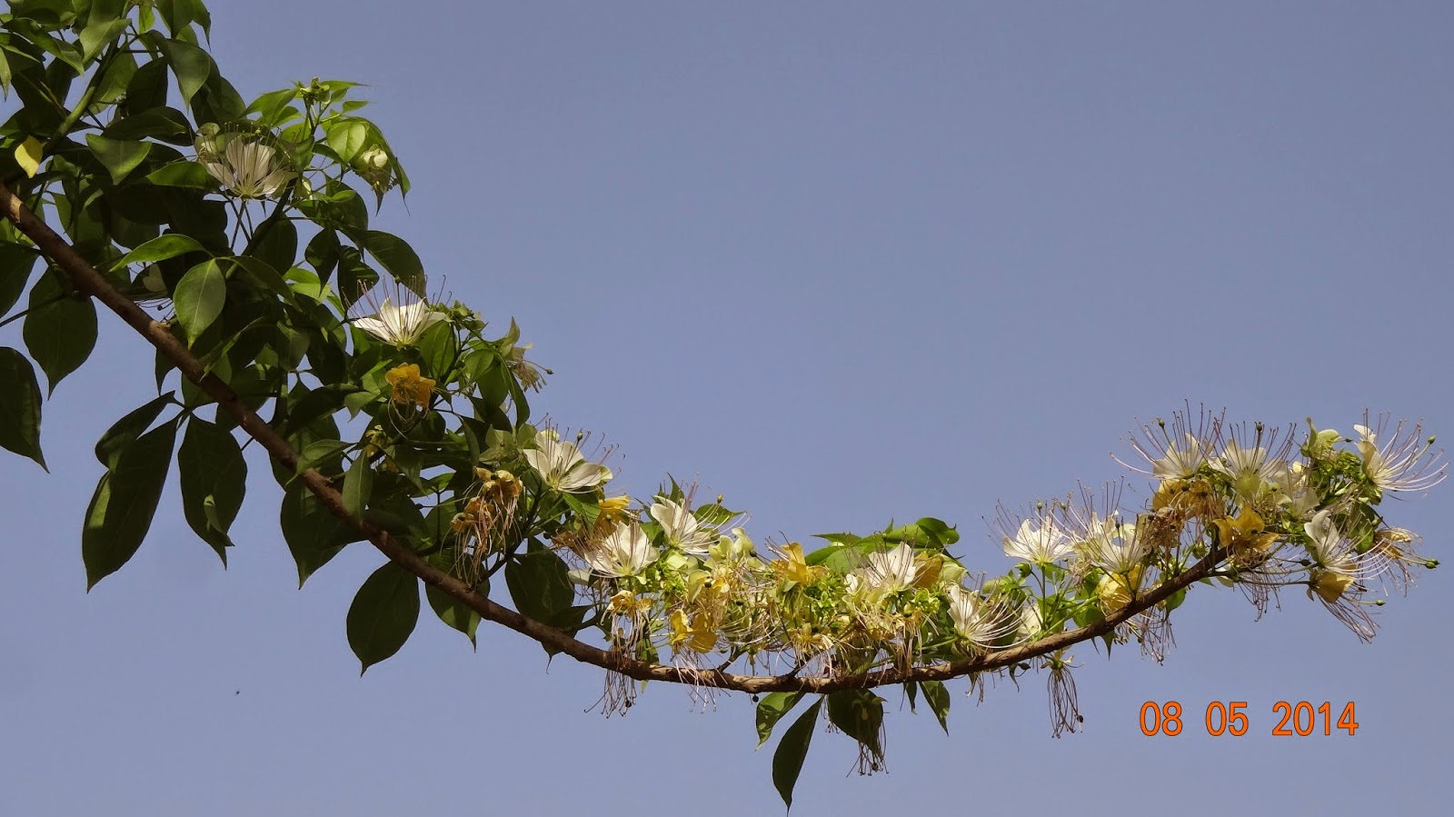 Plants of Lahore - Pakistan: Berna- Flowering Tree- Flush of Balmy flowers