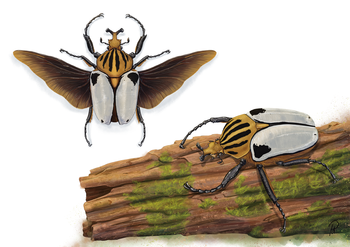 Jorge Iván Cortes Baquero - Goliathus cacicus