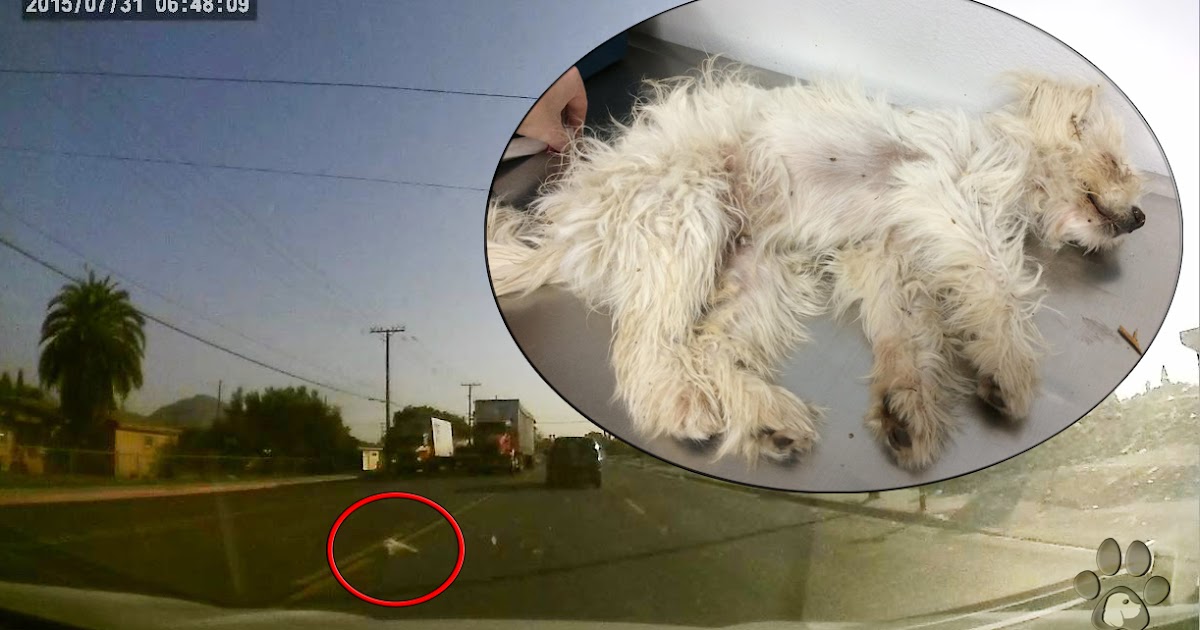 [RENACER] Se detuvo para sacar a un perro muerto de en medio de la ...