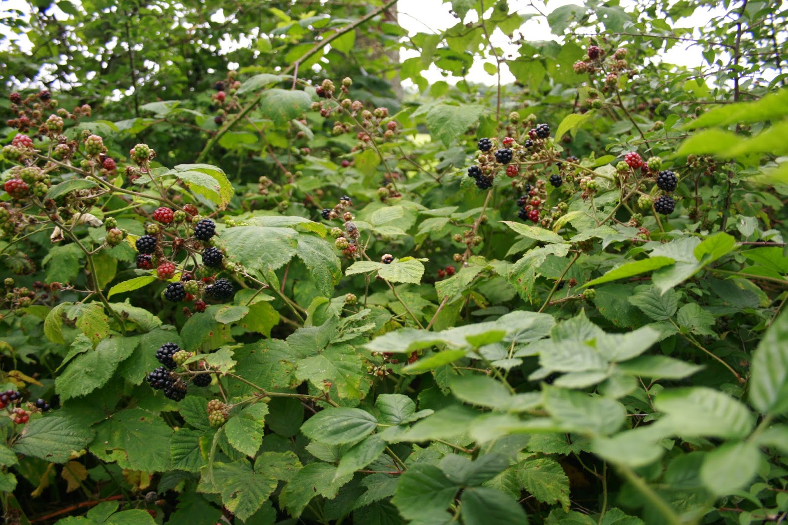 Cultiver avec les Ronces.