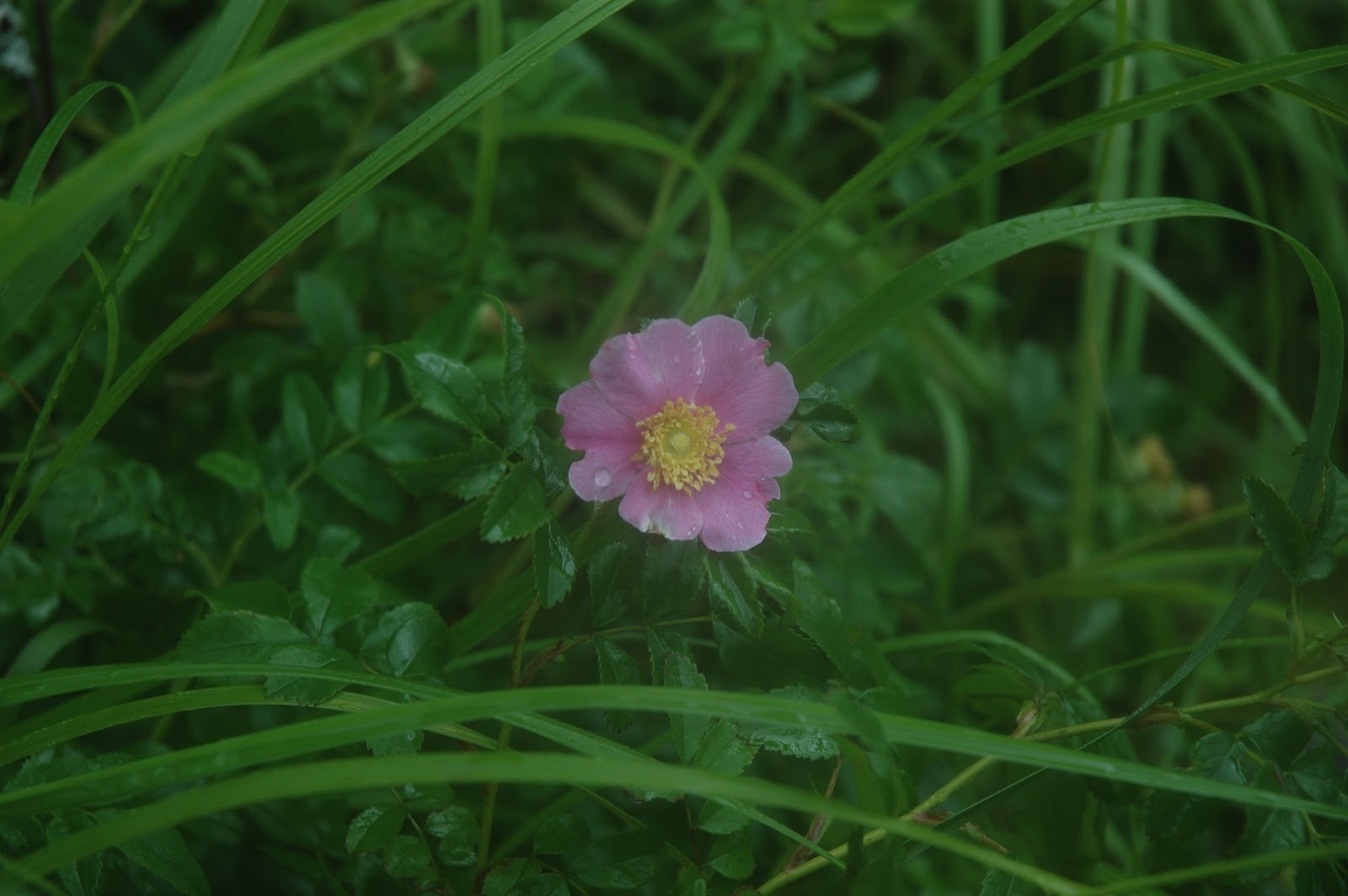 The HeadHunter: Renous River - New Brunswick