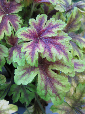 Rotary Botanical Gardens - Hort Blog: Fabulous Foamy Bells