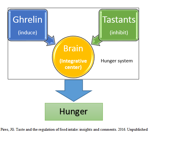 Ghrelin, Insulin, and Leptin: a mathematical model approach