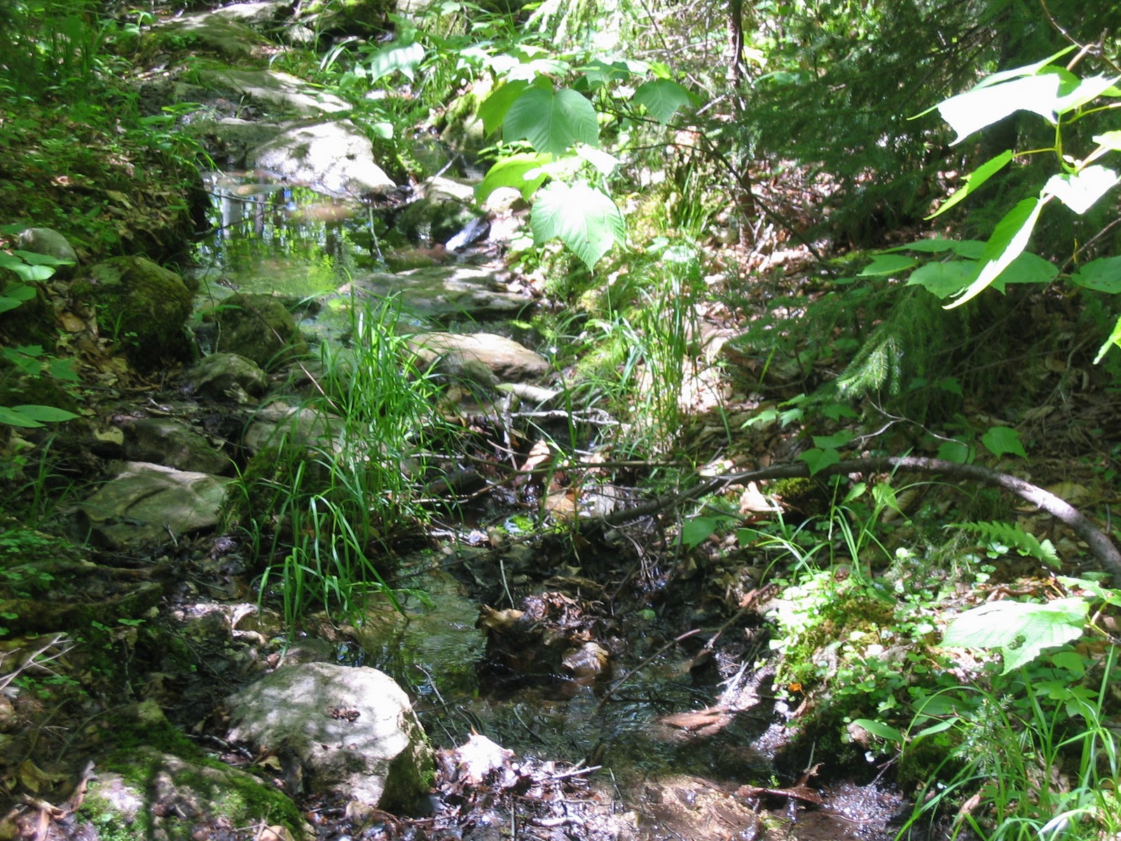 Tramping with Gray Jay 56: Vermont Lye Brook Trail to Stratton Pond 6/2/10