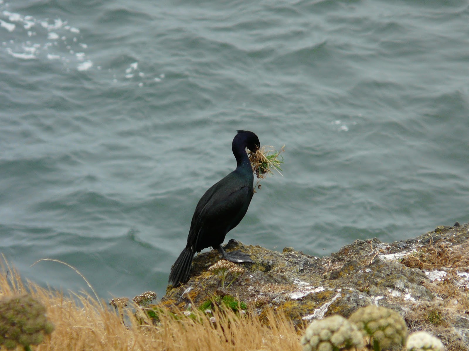 The Year of Birds: Oregon Birding IV: The Coast