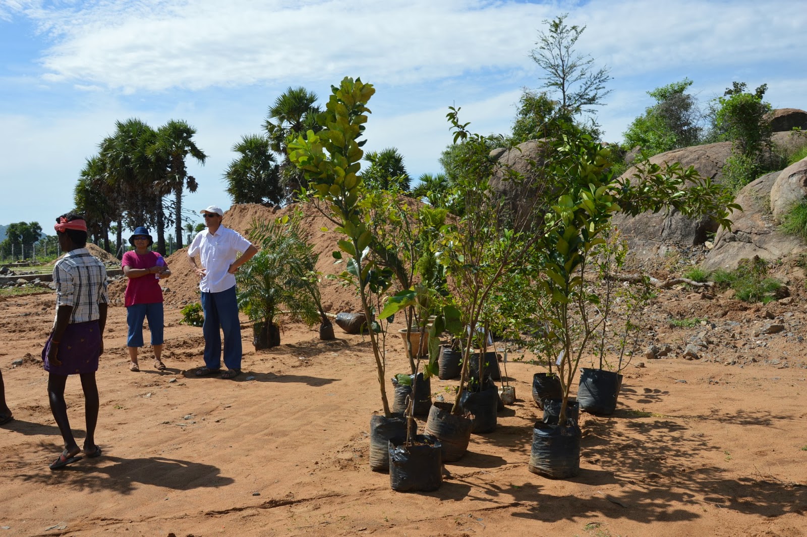 GREENLAND ASHRAM: planting of some trees