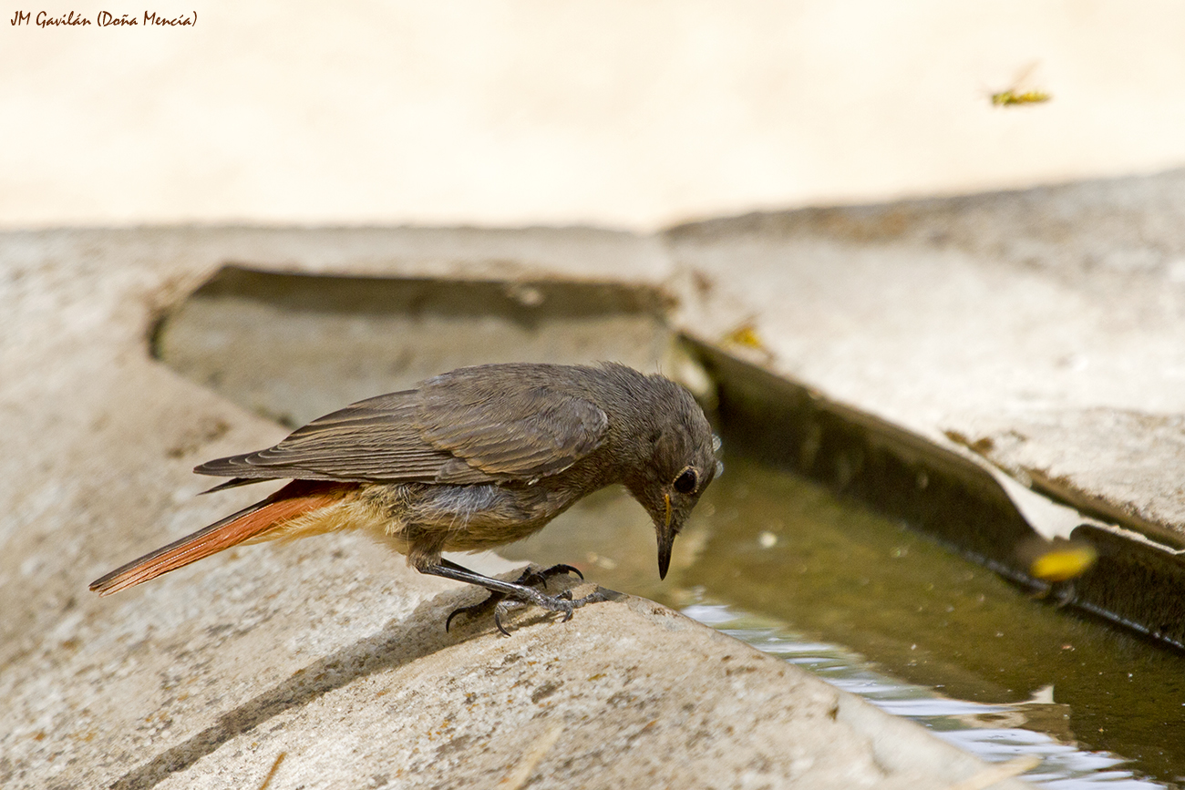 Fotografía de Naturaleza - JM Gavilán: Pareja de Colirrojo tizón ...