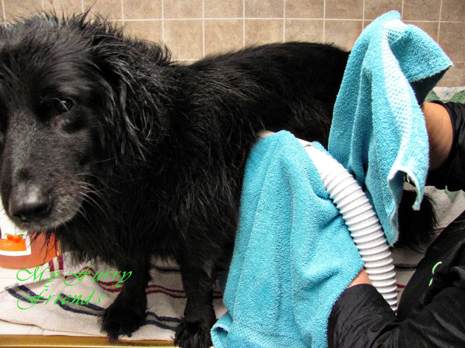 Pet Grooming: The Good, The Bad, & The Furry: Drying..Answers to 11-20