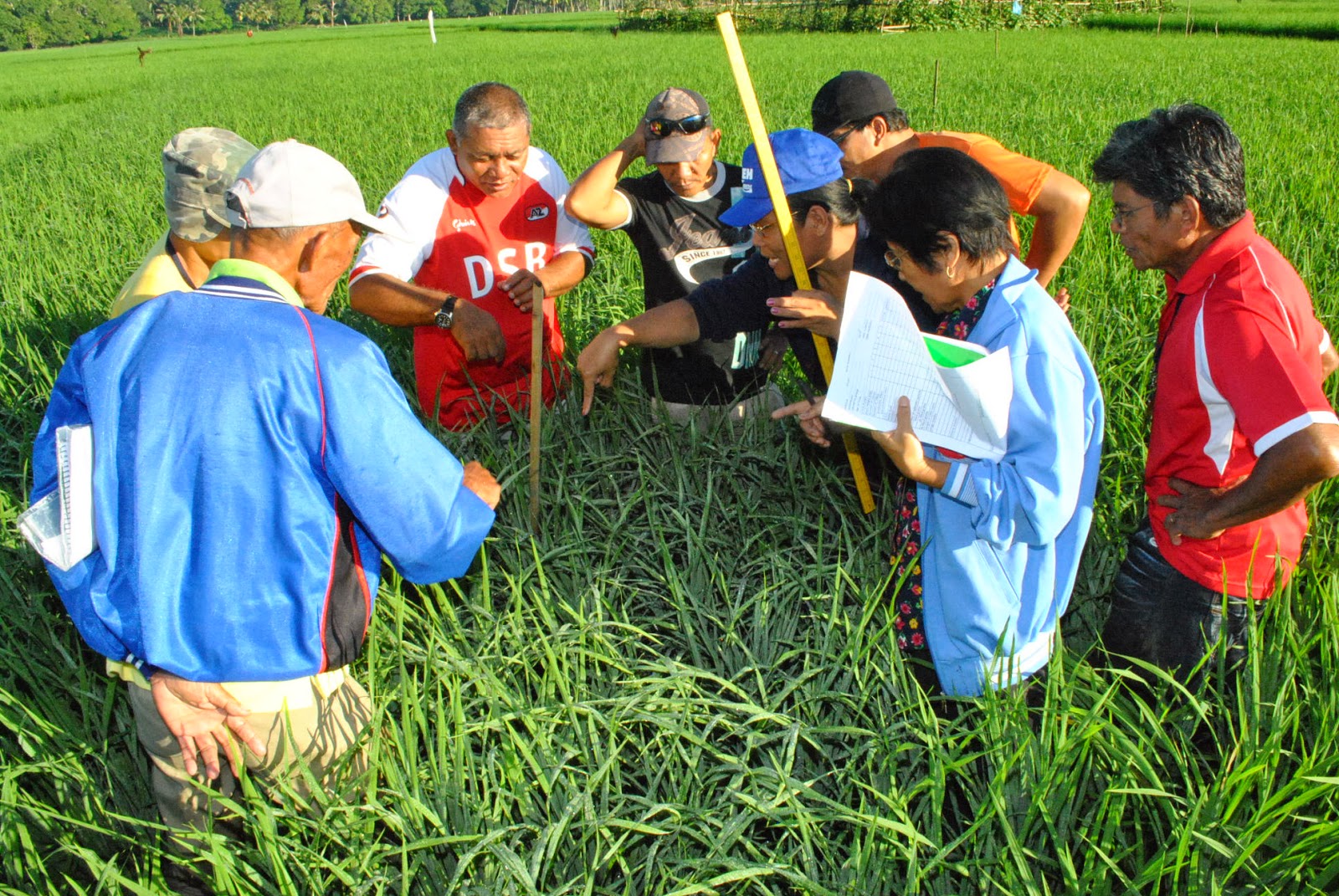 Ever Green: SL - TOT on Organic Rice Production with Emphasis on Palay ...