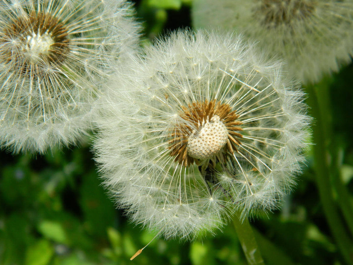 LA MULTI ANI, ROMANIA!: Papadie cu puf