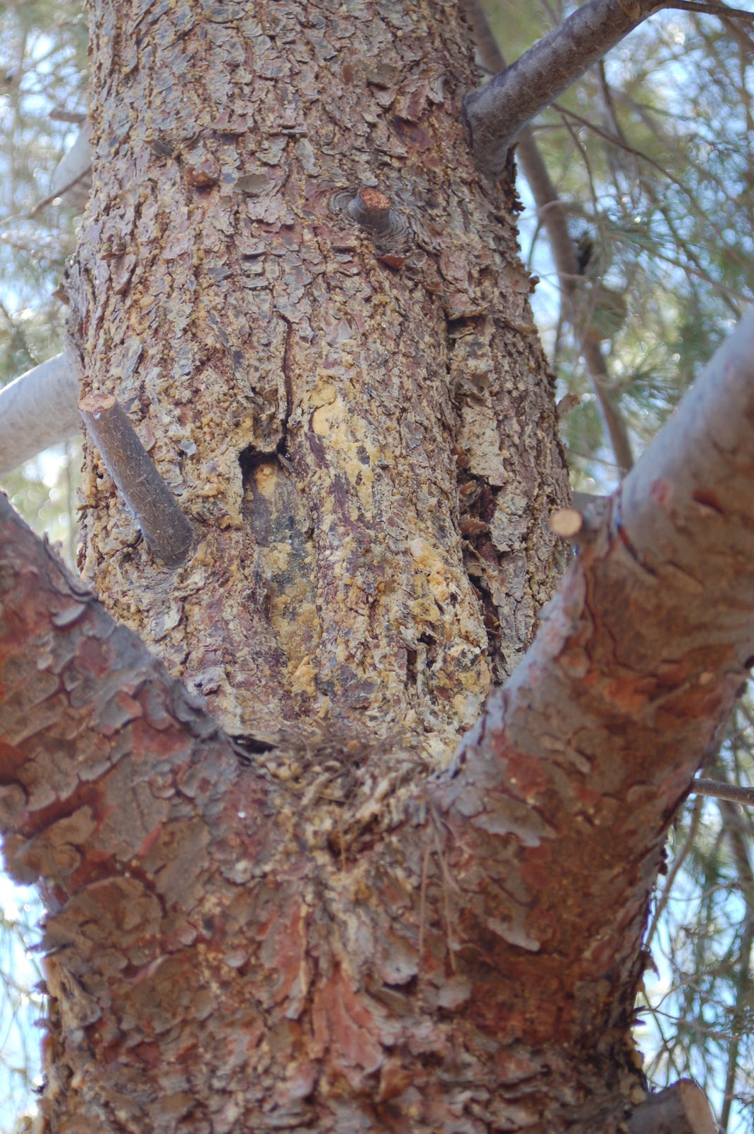 Xtremehorticulture of the Desert: 23 December 2012