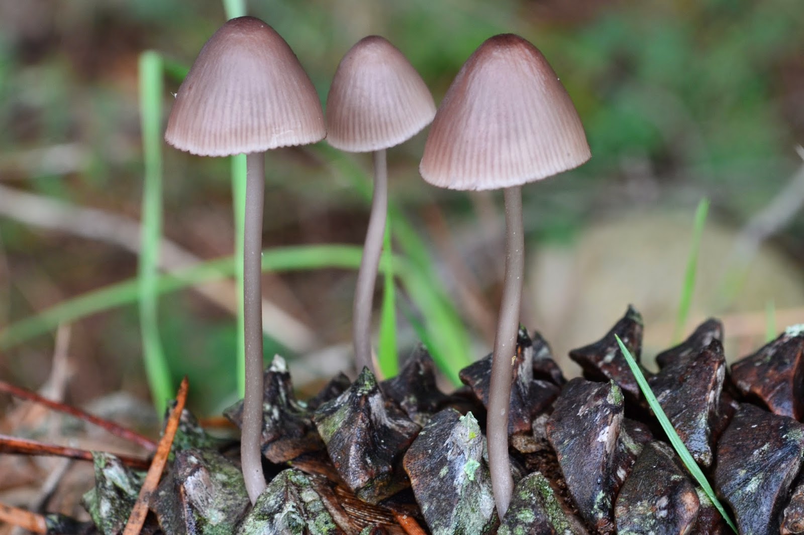 Setas Extremadura : Mycena Seynii