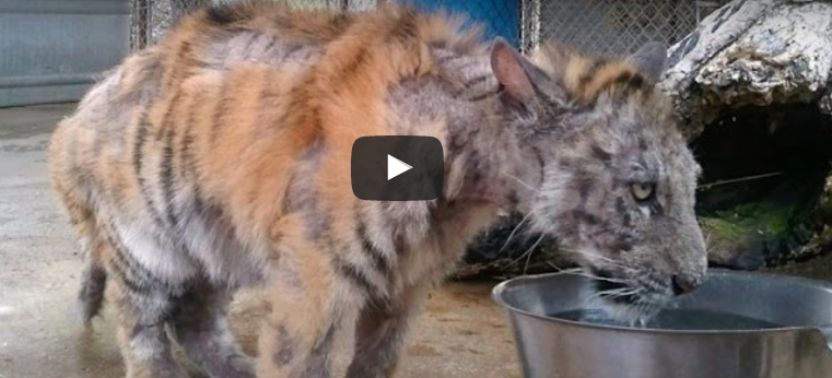 They Rescue Sick Tiger Cub From Circus. When You See Her Transformation ...