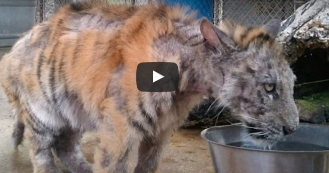 They Rescue Sick Tiger Cub From Circus. When You See Her Transformation ...
