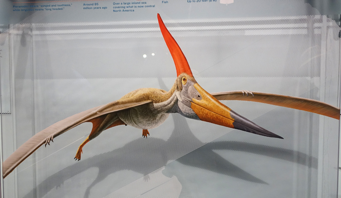 The Intrepid Tourist: PTEROSAURS: Flight in the Age of Dinosaurs at the ...