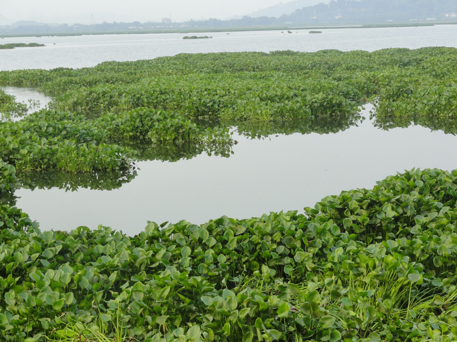 nature rambles: Weekend Reflections/Deepor Beel