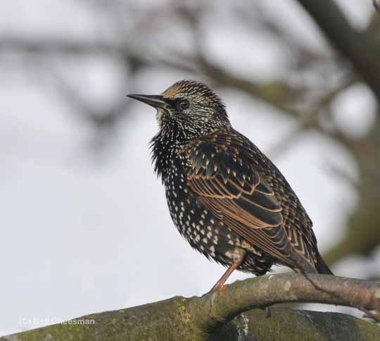 British Wildlife Photography: Starling on the south coast just East of ...