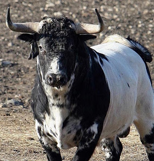 La Tauromaquia en Tarifa: LA AVARICIA ROMPE EL SACO.