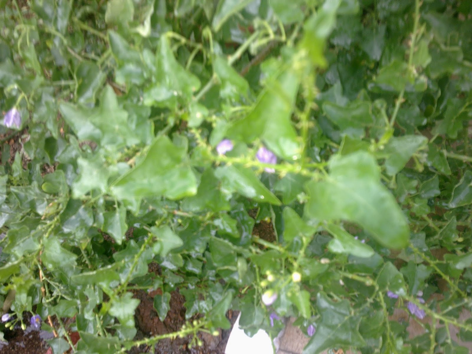 VallalarSpace - Vallalar Universal Mission Trust ramnad...... - thuthuvalai