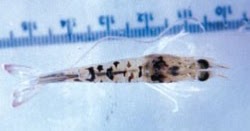 \ Taura Syndrome Virus (TSV)